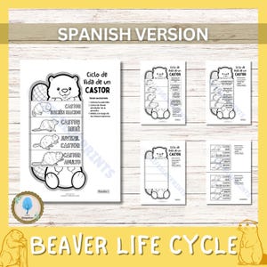 SPANISH Foldable Beaver Life Cycle Learning Activity for Kids | Digital ...