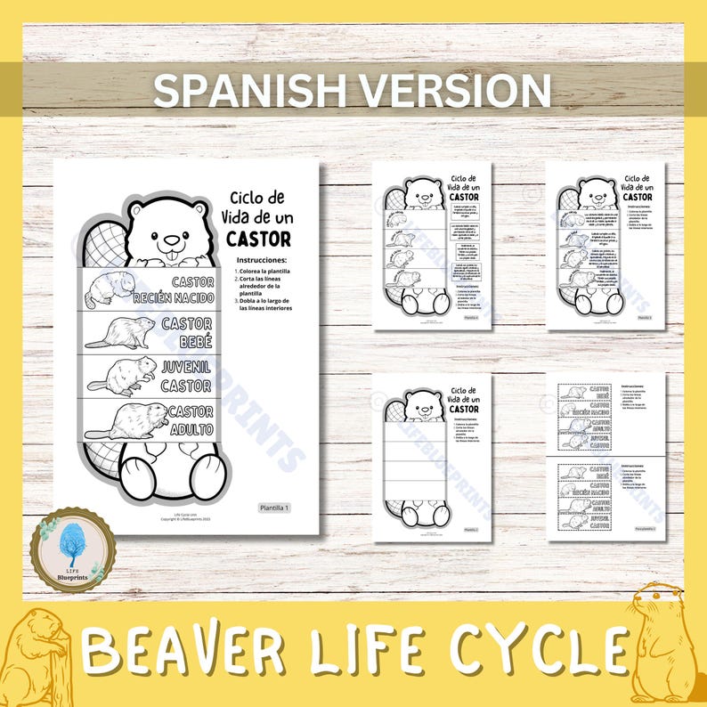 SPANISH Foldable Beaver Life Cycle Learning Activity for Kids | Digital ...