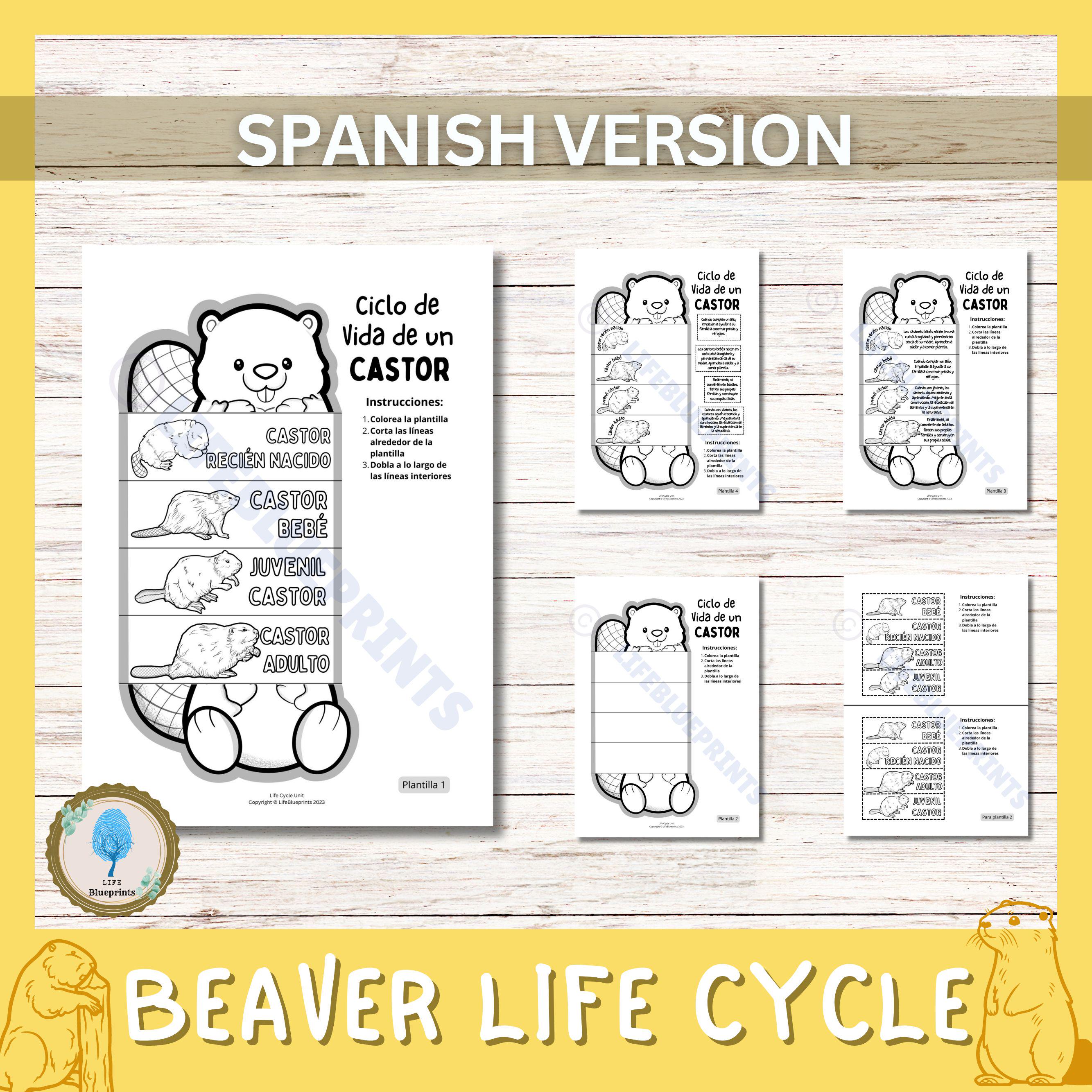 SPANISH Foldable Beaver Life Cycle Learning Activity for Kids | Digital ...