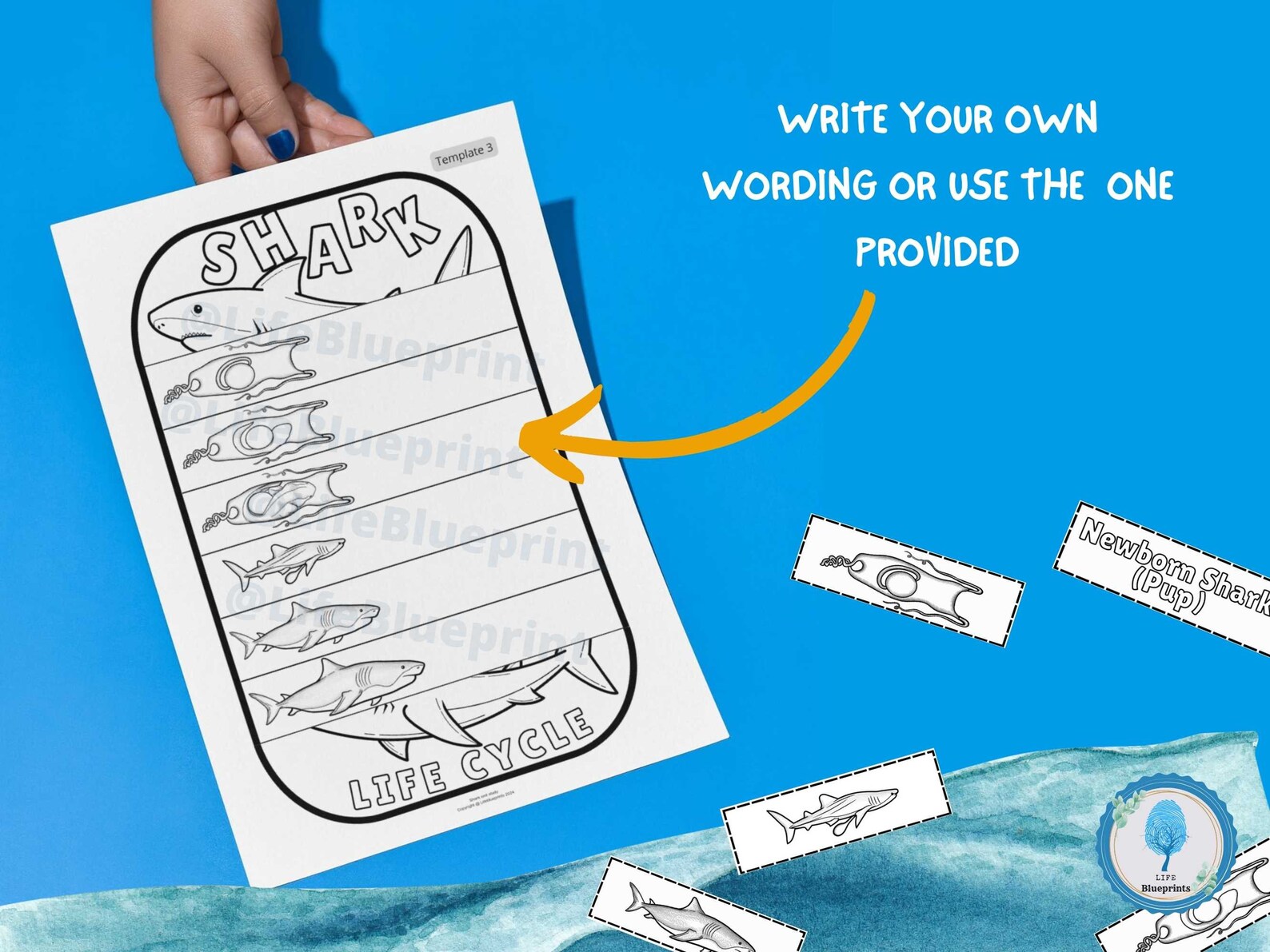 Life Cycle of a Shark Science Activity for Kids Foldable Craft Ocean ...