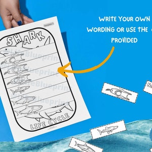 Life Cycle of a Shark Science Activity for Kids | Foldable Craft ...