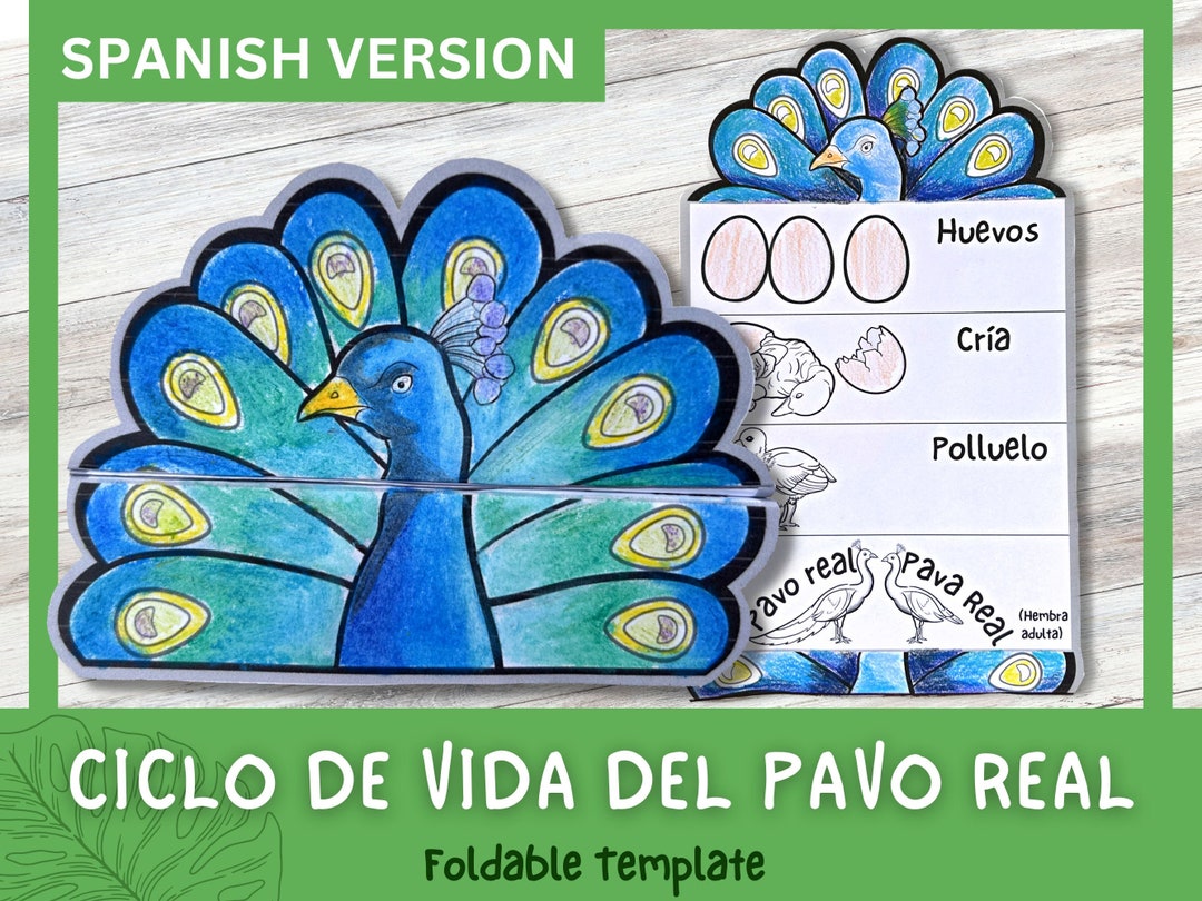 SPANISH Peacock Life Cycle Learning Activity for Kids | Montessori ...