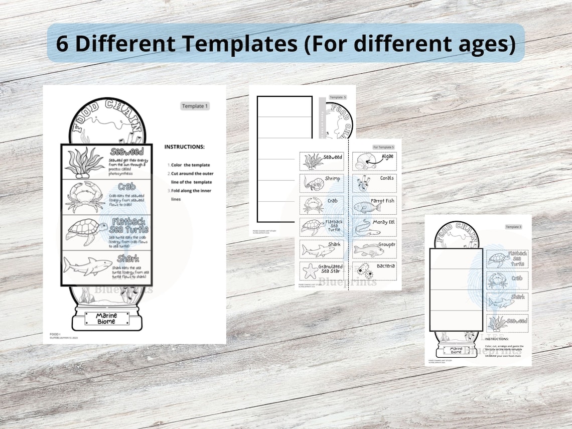 Marine Food Chains Foldable Kids' Craft | Snow Globe | Food Web ...