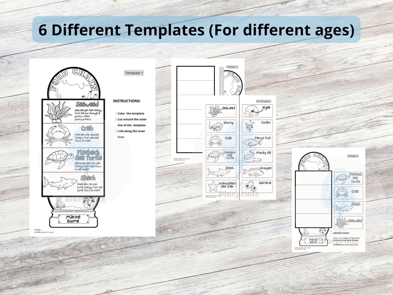 Marine Food Chains Foldable Kids' Craft Snow Globe Food Web Printable ...