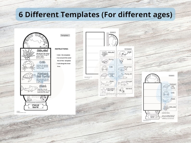 Marine Food Chains Foldable Kids' Craft Snow Globe Food Web Printable ...