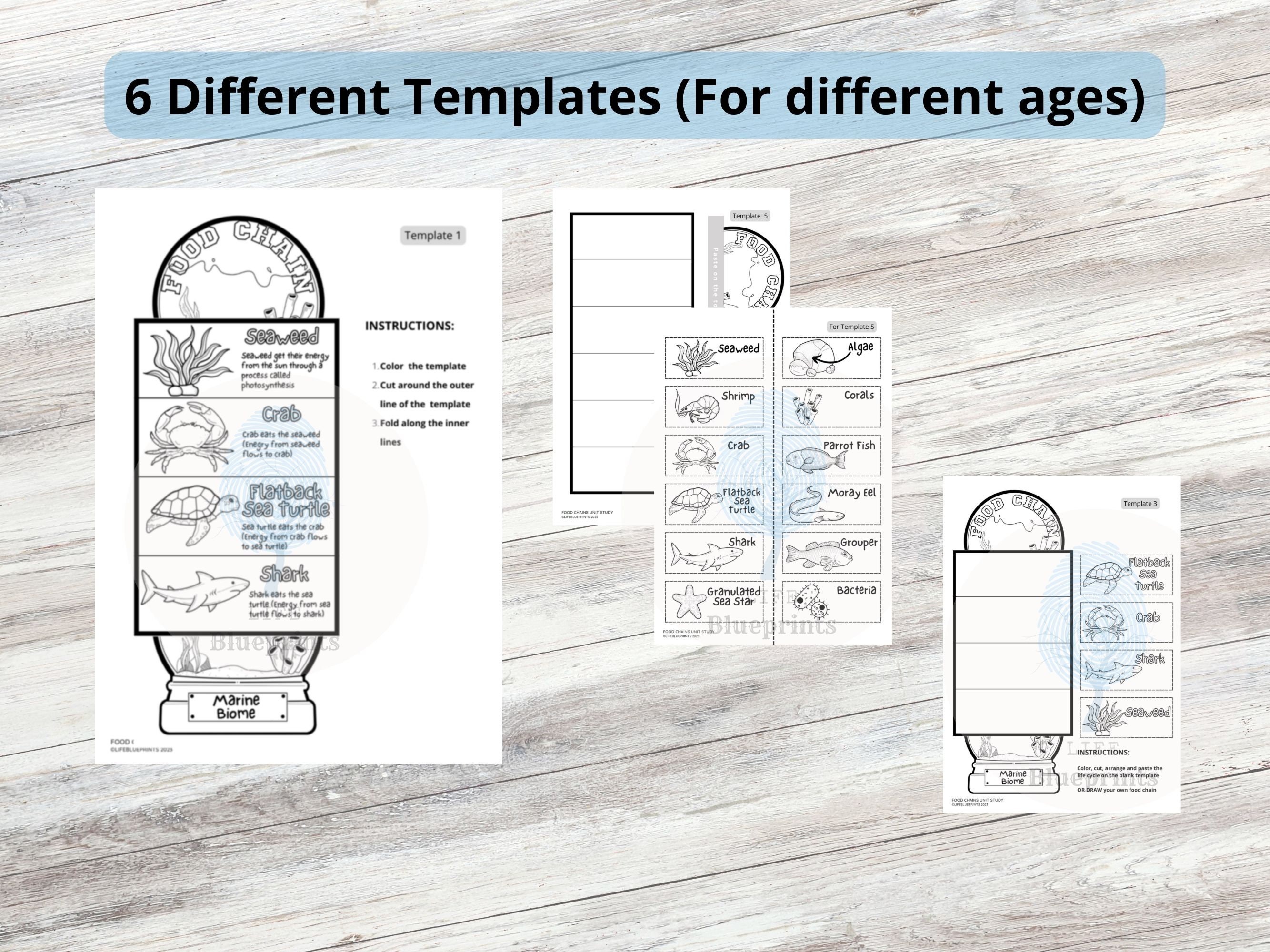 Marine Food Chains Foldable Kids' Craft Snow Globe Food Web Printable ...