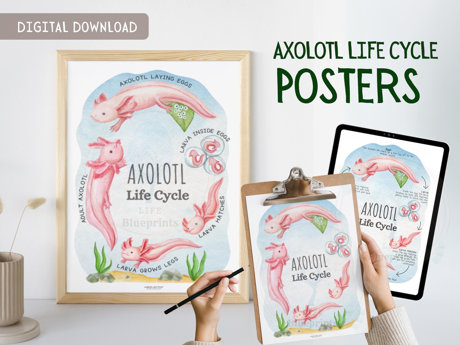Axolotl Life Cycle Unit Study | Includes Posters, Flashcards ...