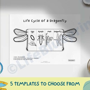 Foldable Dragonfly Life Cycle Learning Activity for Kids | A4 and 11x8 ...