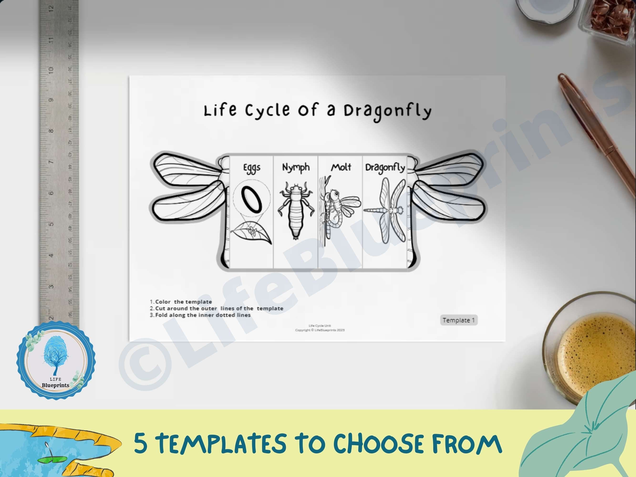 Foldable Dragonfly Life Cycle Learning Activity for Kids | A4 and 11x8 ...