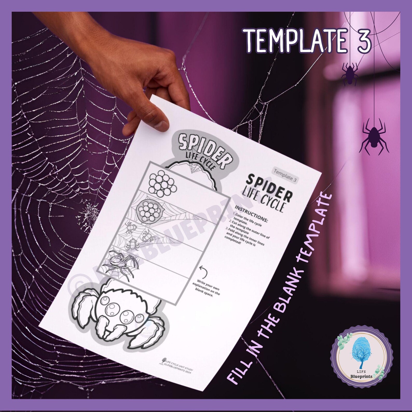Life Cycle of a Spider Science Activity for Kids | Foldable Craft ...