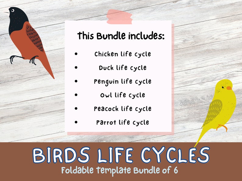 Bird Life Cycle Bundle of 6 Templates | Duck, Chicken, Penguin, Parrot ...