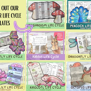 SPANISH Foldable Life Cycle Bundle of 20 Templates Discounts With ...