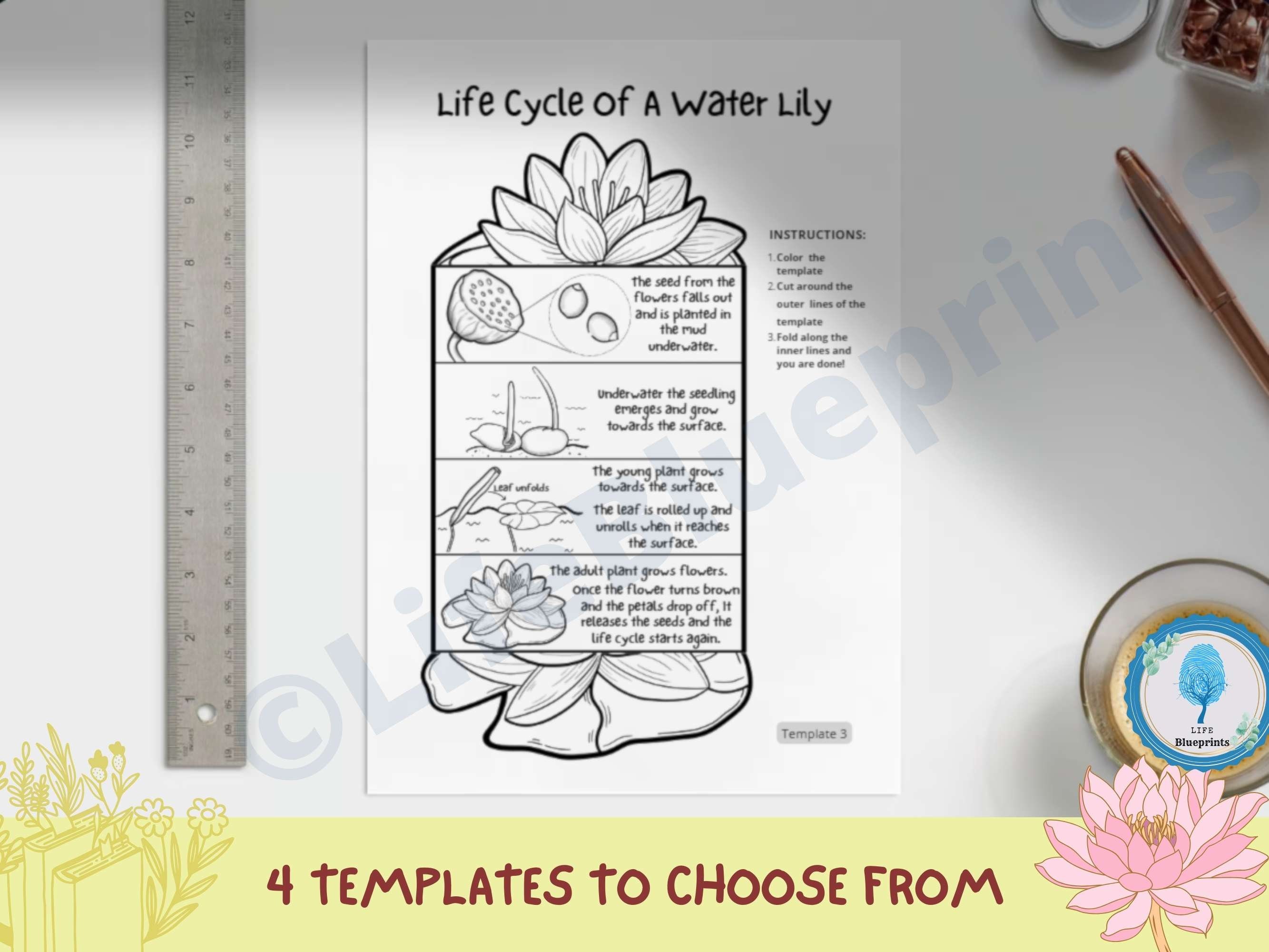 Foldable Water Lily Life Cycle Learning Activity for Kids | Plant Study ...