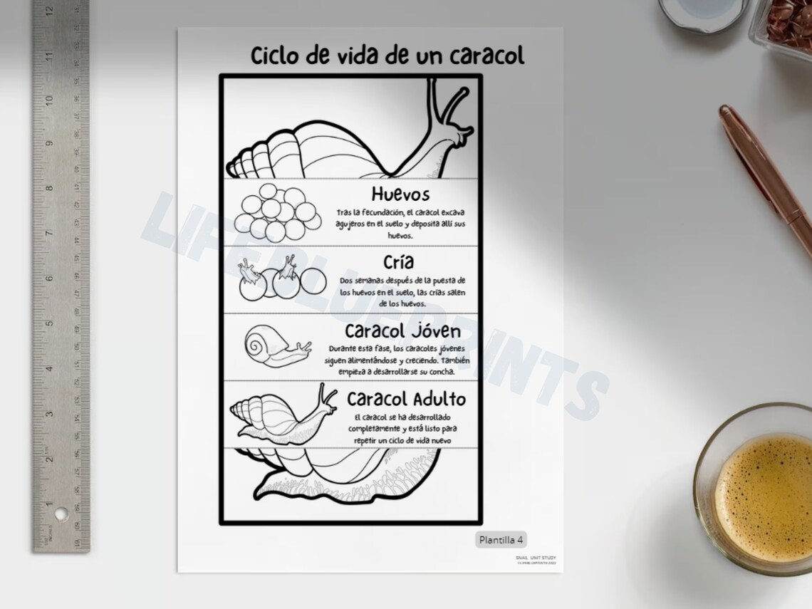 SPANISH Snail Life Cycle Learning Activity for Kids | A4 and 11x8.5 ...