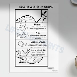 SPANISH Snail Life Cycle Learning Activity for Kids | A4 and 11x8.5 ...