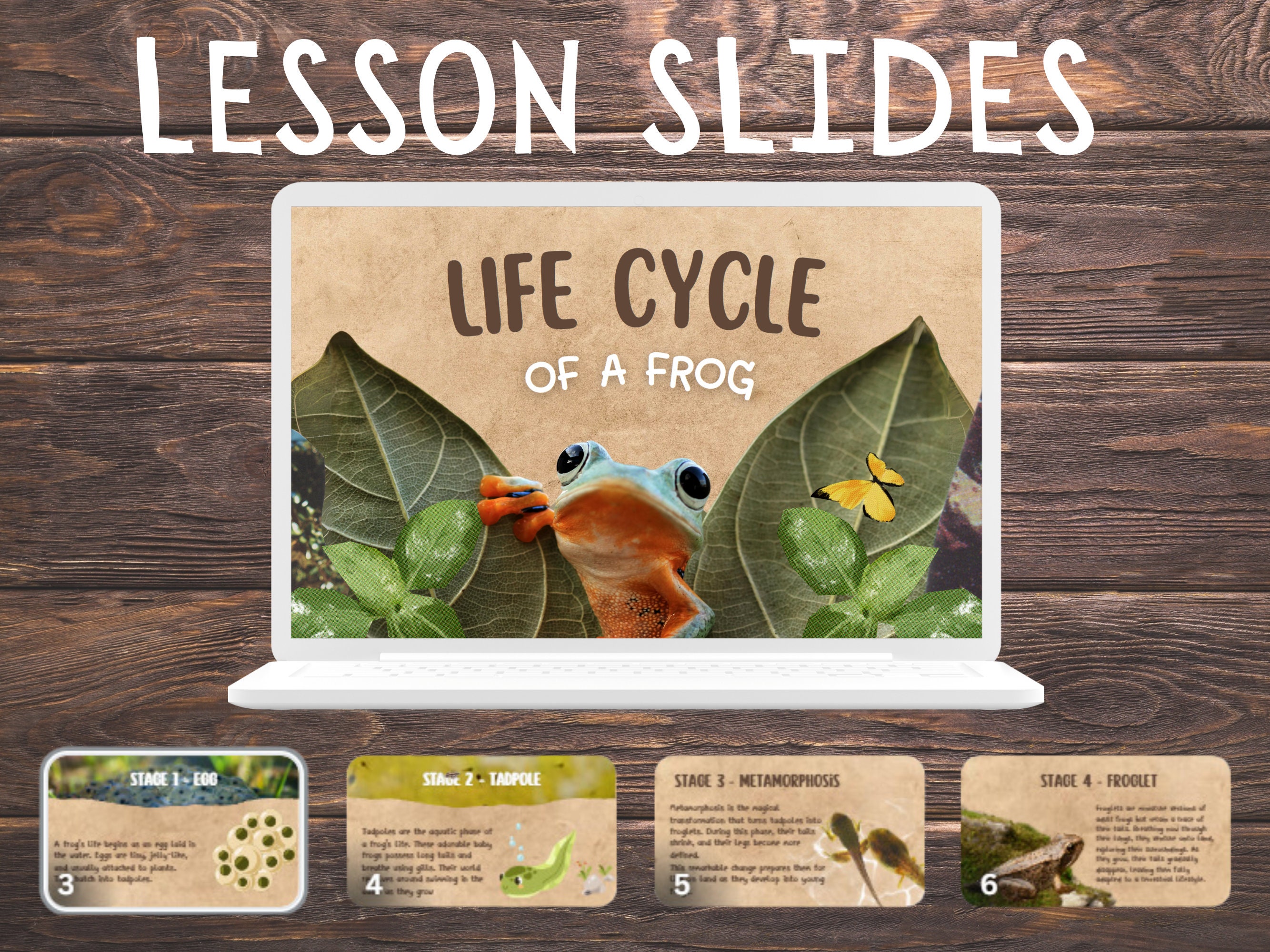Frog Life Cycle Unit Study Poster, Flashcards, Lesson Plan Nature Study ...