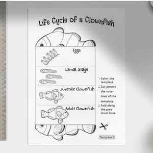 Foldable Clownfish Life Cycle Learning Activity for Kids | A4 and 11x8 ...
