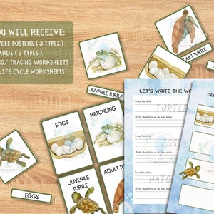 Turtle Life Cycle Unit Study | Poster, Flashcards, Lesson Plan | Nature ...