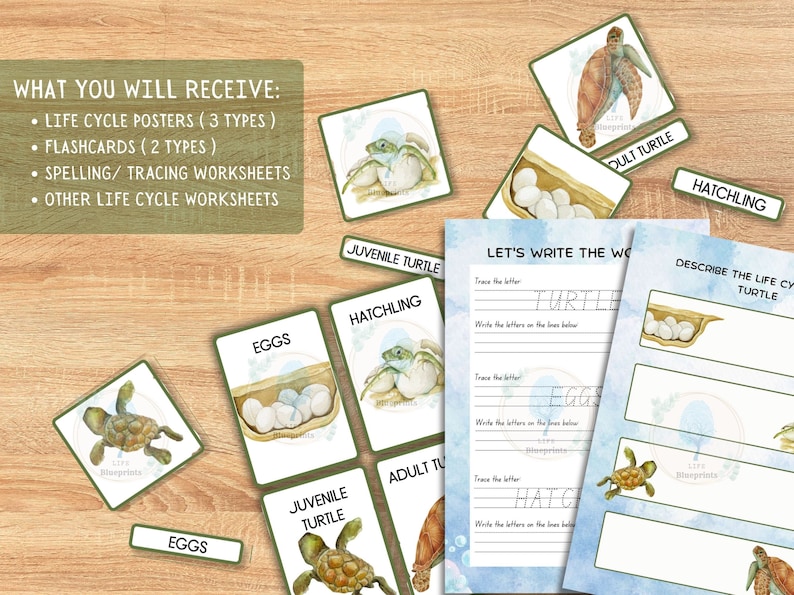 Turtle Life Cycle Unit Study | Poster, Flashcards, Lesson Plan | Nature ...