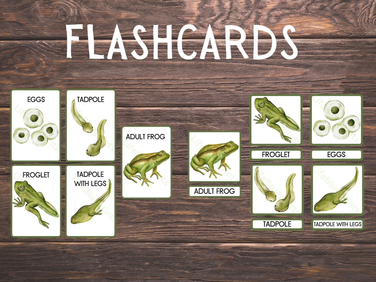 Frog Life Cycle Poster, Flashcards, Lesson Slides Nature Study, Science ...