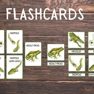 Frog Life Cycle Poster, Flashcards, Lesson Slides | Nature Study ...