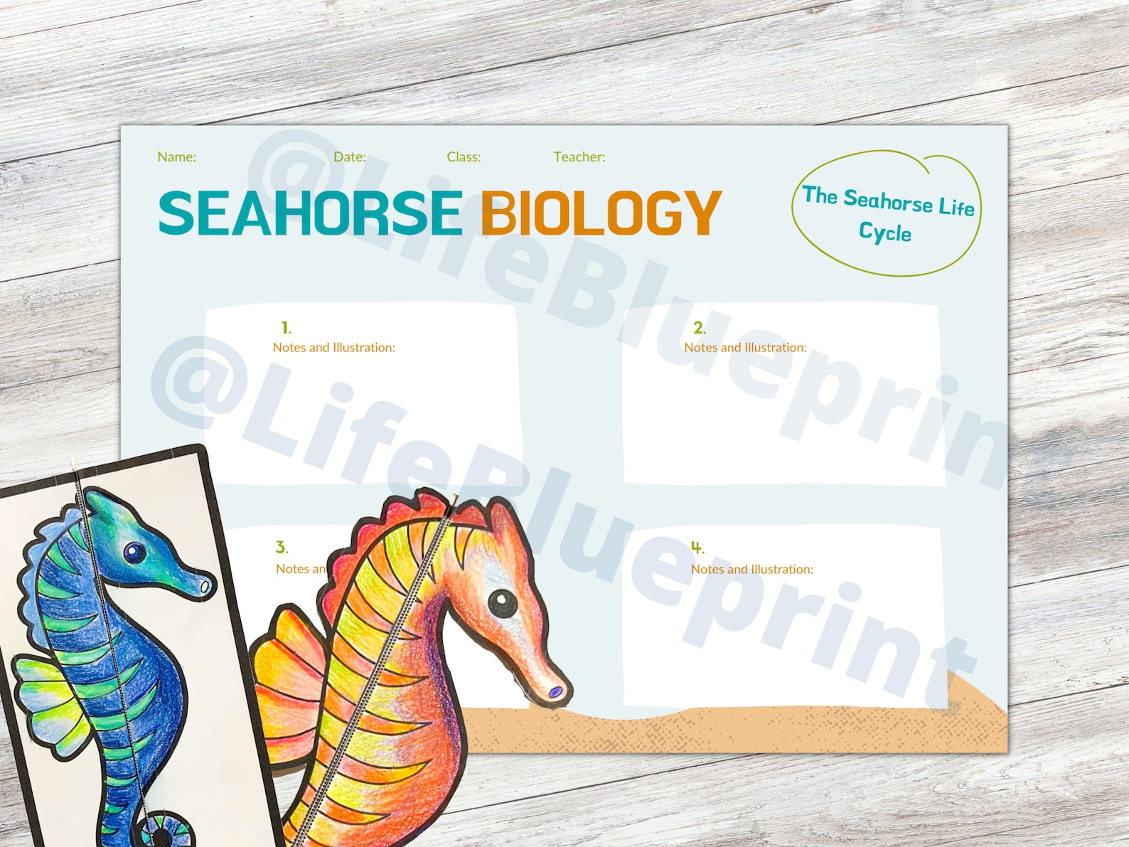Foldable Seahorse Life Cycle Learning Activity for Kids Marine Life ...