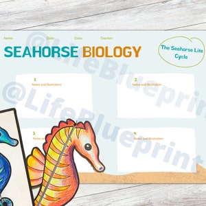Foldable Seahorse Life Cycle Learning Activity for Kids - Etsy Singapore