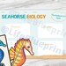 Foldable Seahorse Life Cycle Learning Activity for Kids - Etsy Singapore