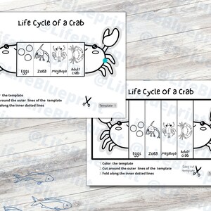 Crab Life Cycle Learning Activity for Kids A4 and 11x8.5 Inch Digital ...