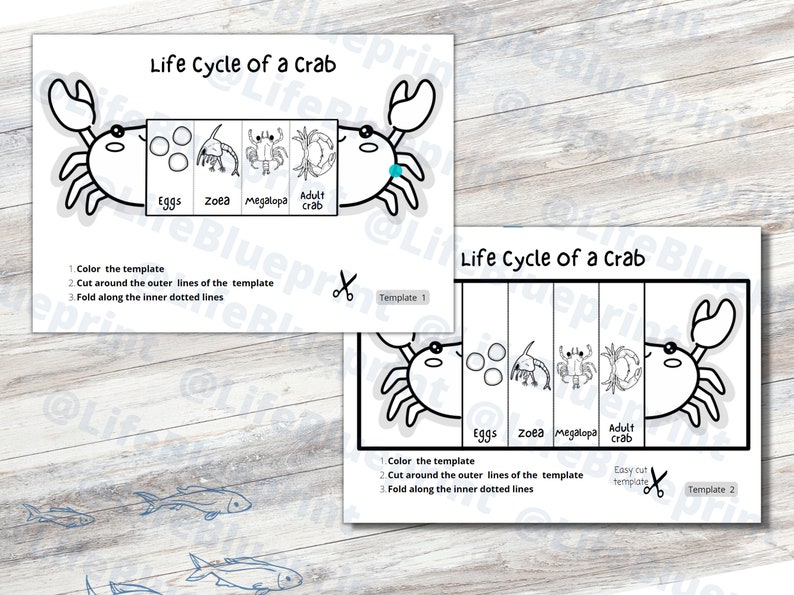 Crab Life Cycle Learning Activity for Kids A4 and 11x8.5 Inch Digital ...