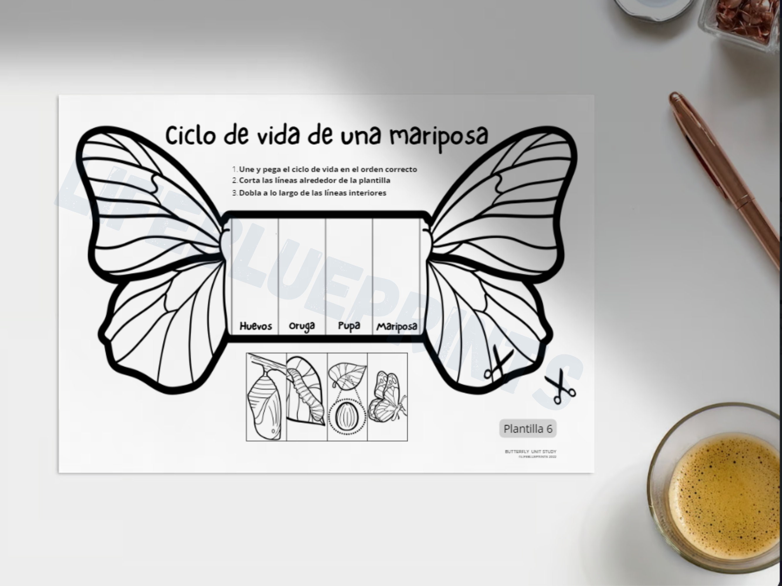 SPANISH Life Cycle of a Monarch Butterfly Foldable Life Cycle Craft ...