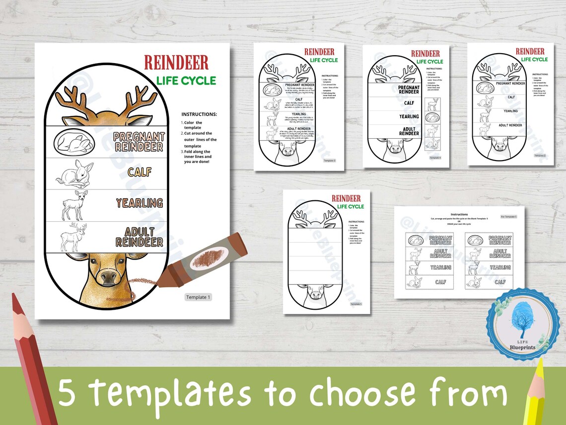 REINDEER Life Cycle Foldable Template Christmas Activities, Christmas ...