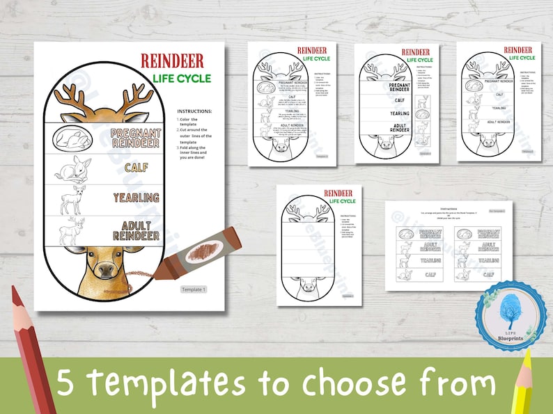REINDEER Life Cycle Foldable Template | Christmas Activities, Christmas ...