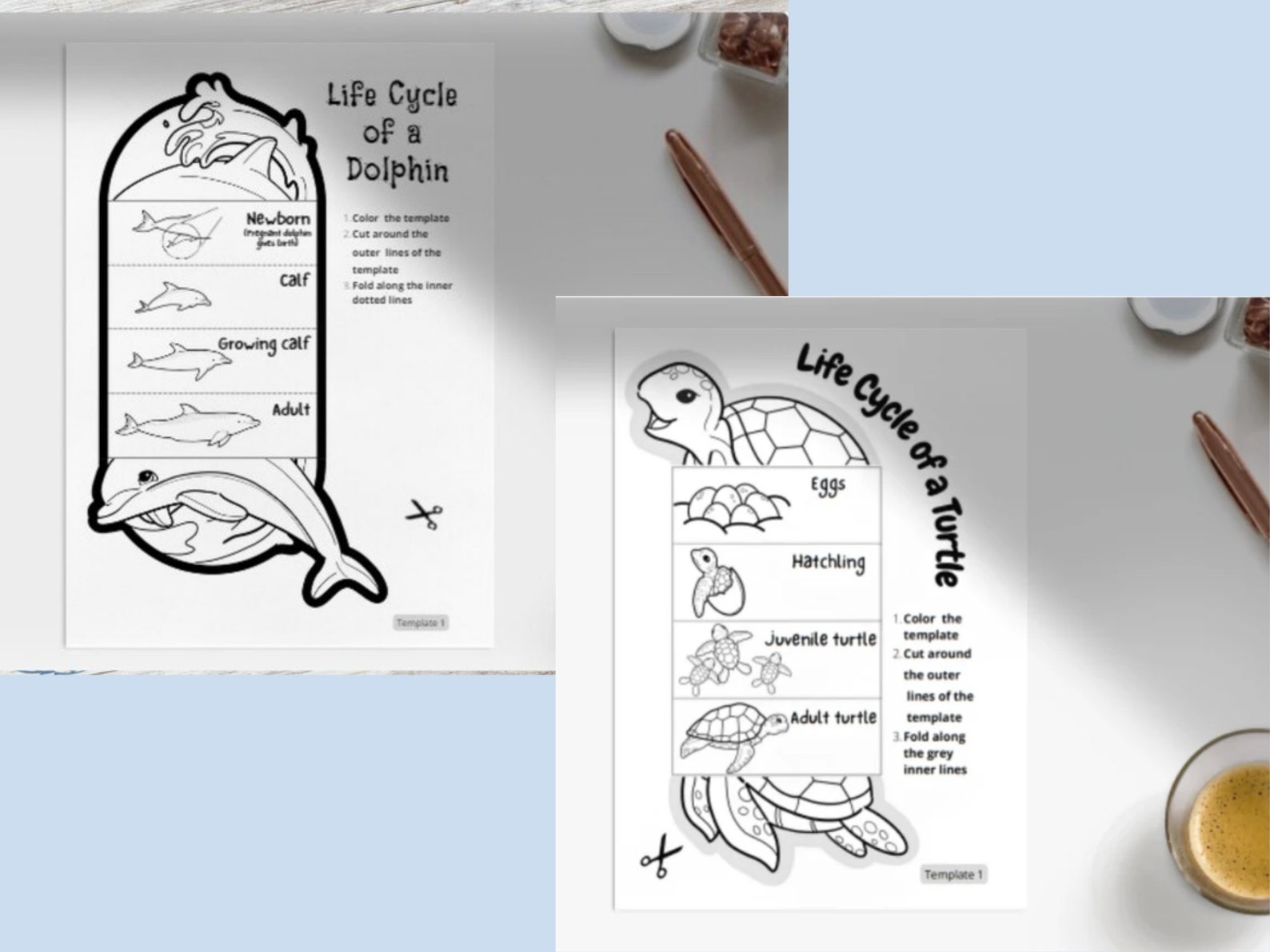 Marine Life Cycle Bundle of 6 Templates Ocean Discounts With Bundle ...