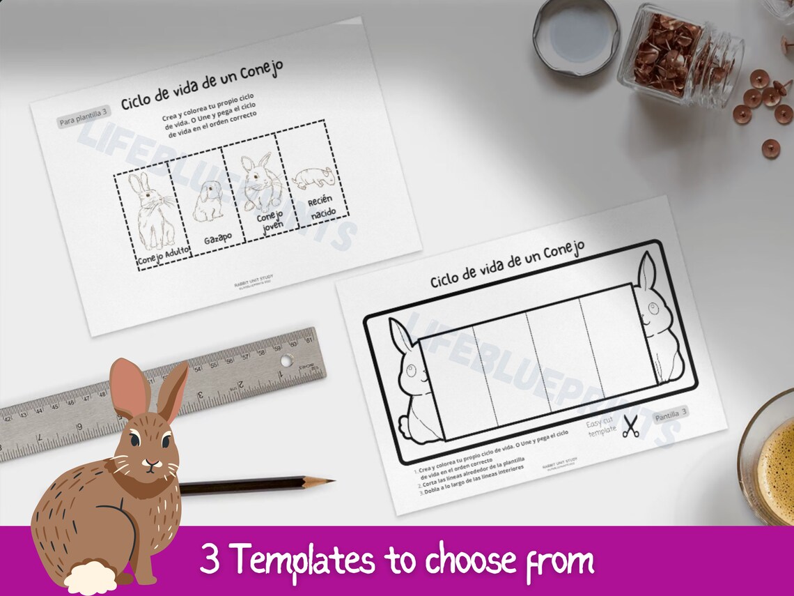 SPANISH Rabbit Life Cycle Foldable Learning Activity for Kids - Etsy