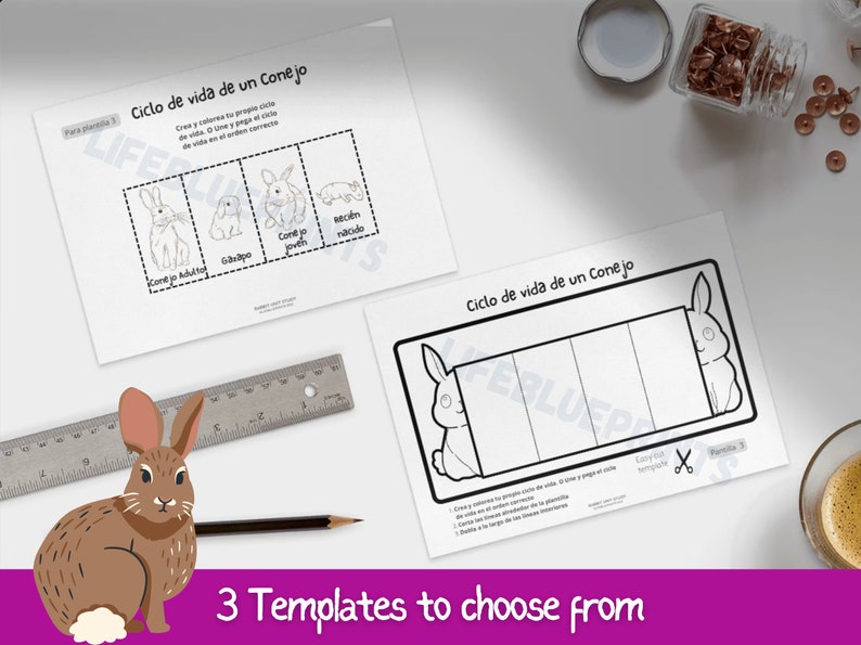 SPANISH Rabbit Life Cycle Foldable Learning Activity for Kids - Etsy