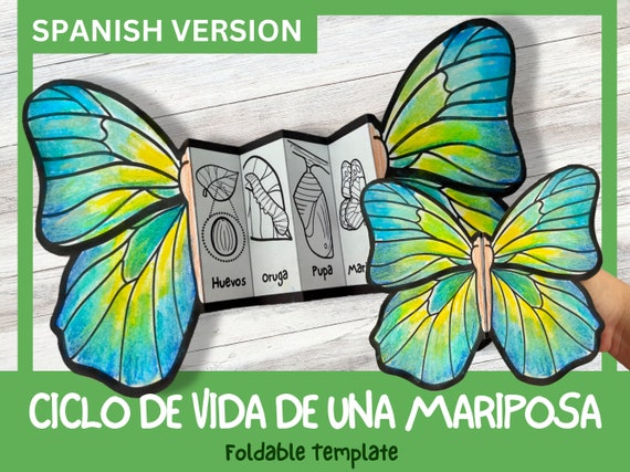 Butterfly Life Cycle Worksheet In Spanish Chart Life Cycle Of A