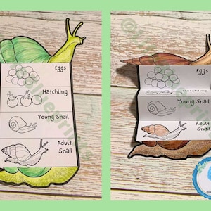 Foldable Snail Life Cycle Learning Activity for Kids | A4 and 11x8.5 ...
