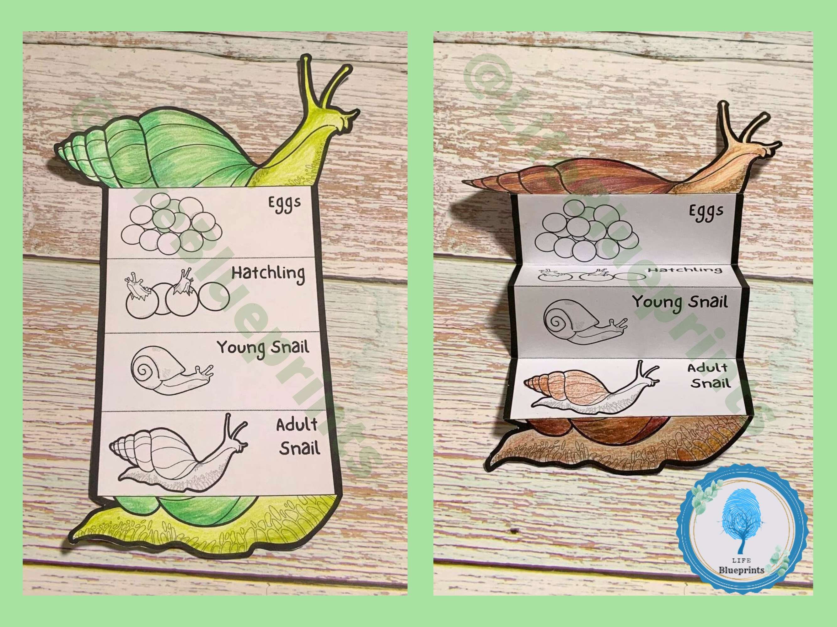 Pouch Snail Life Cycle