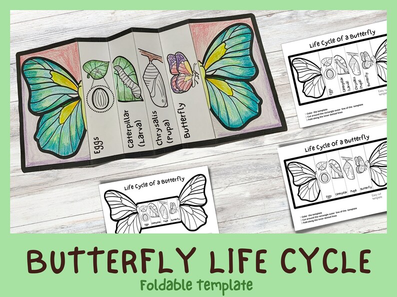 Foldable Butterfly Life Cycle Learning Activity for Kids A4 - Etsy