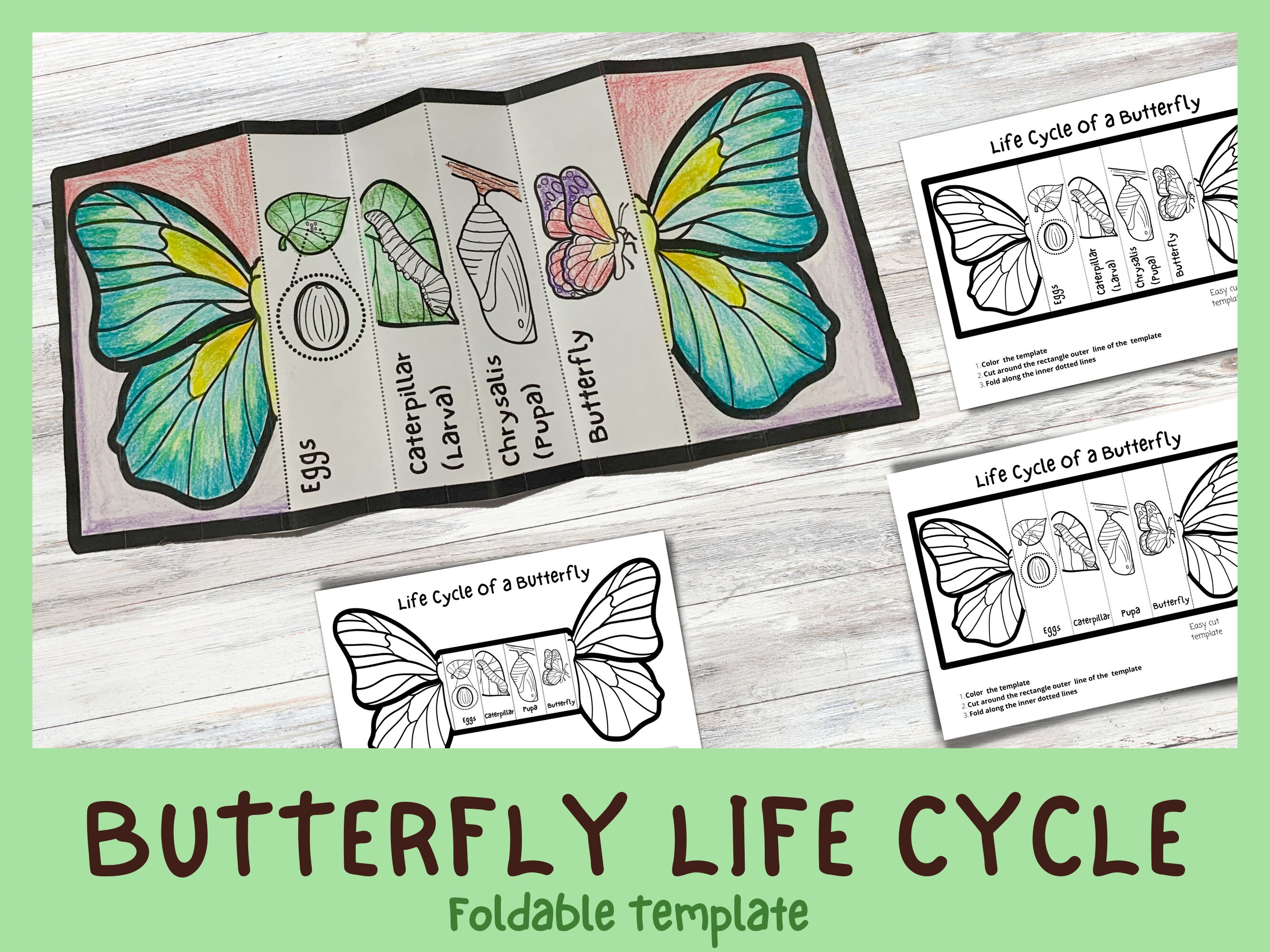 Foldable Butterfly Life Cycle Learning Activity for Kids A4 - Etsy Canada