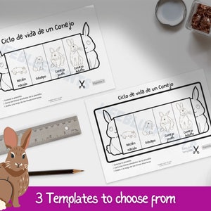 SPANISH Rabbit Life Cycle Foldable Learning Activity for Kids | A4 and ...