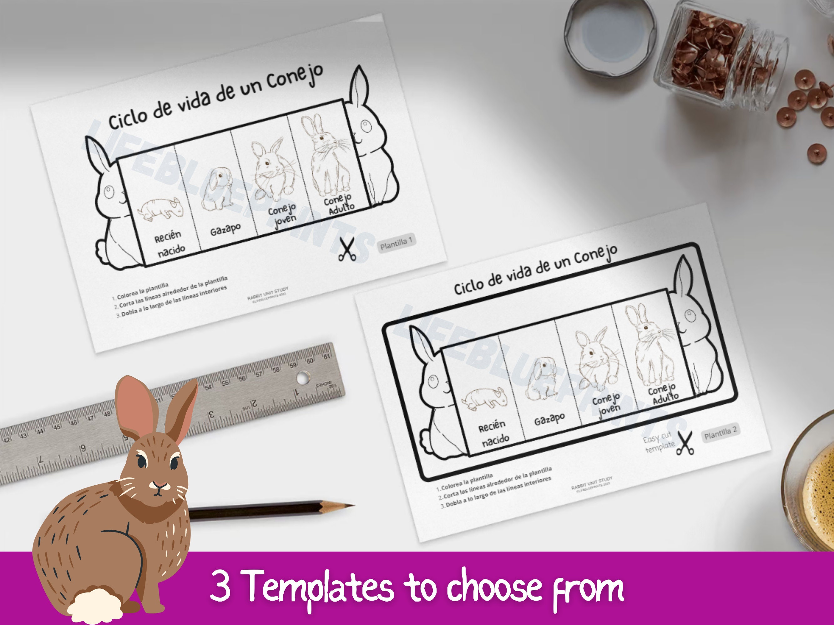SPANISH Rabbit Life Cycle Foldable Learning Activity for Kids | A4 and ...