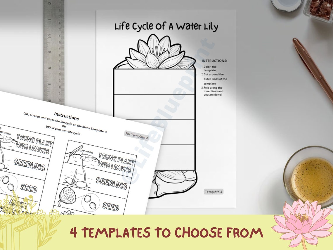 Foldable Water Lily Life Cycle Learning Activity for Kids - Etsy