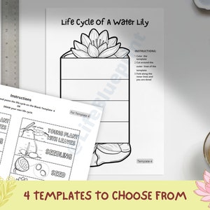 Foldable Water Lily Life Cycle Learning Activity for Kids - Etsy