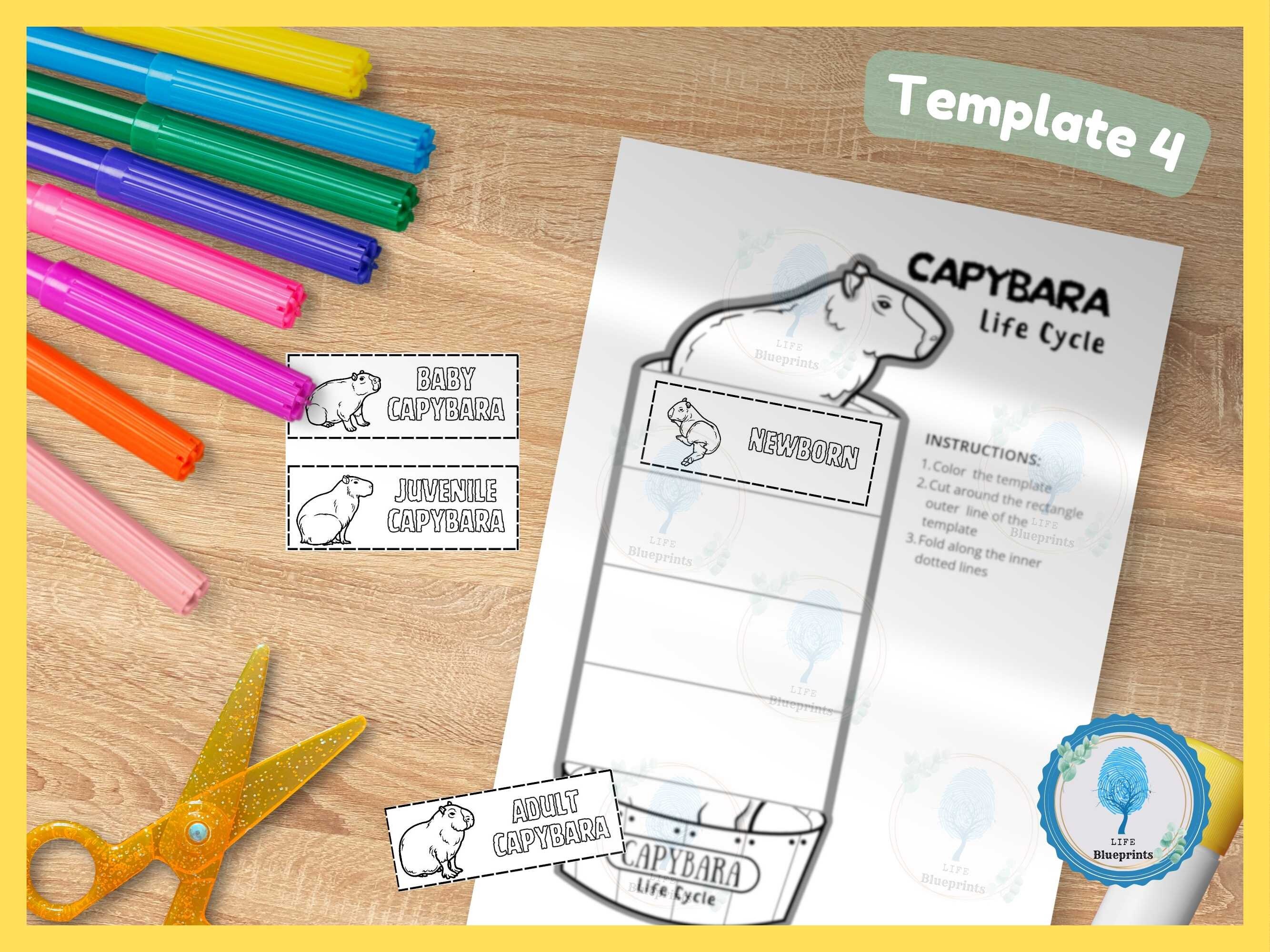 Capybara Life Cycle Learning Activity for Kids | A4 and 11x8.5 Inch ...