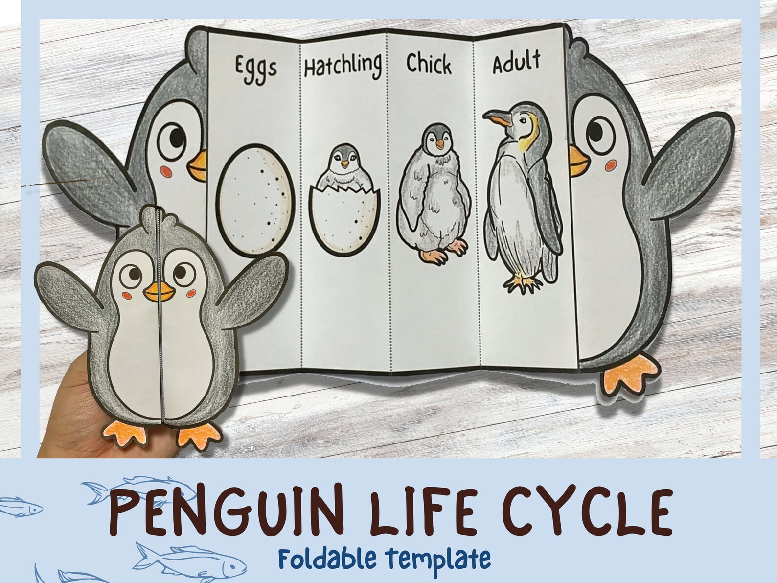 Foldable Penguin Life Cycle Learning Activity for Kids A4 and 11x8.5 ...