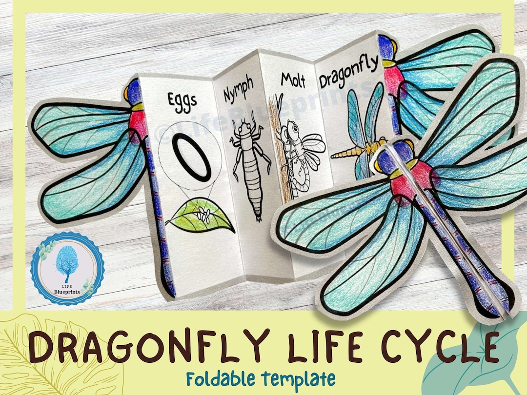 Foldable Dragonfly Life Cycle Learning Activity for Kids | A4 and 11x8 ...
