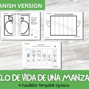 SPANISH Life Cycle of a Apple Foldable Kids' Craft Science Activity ...