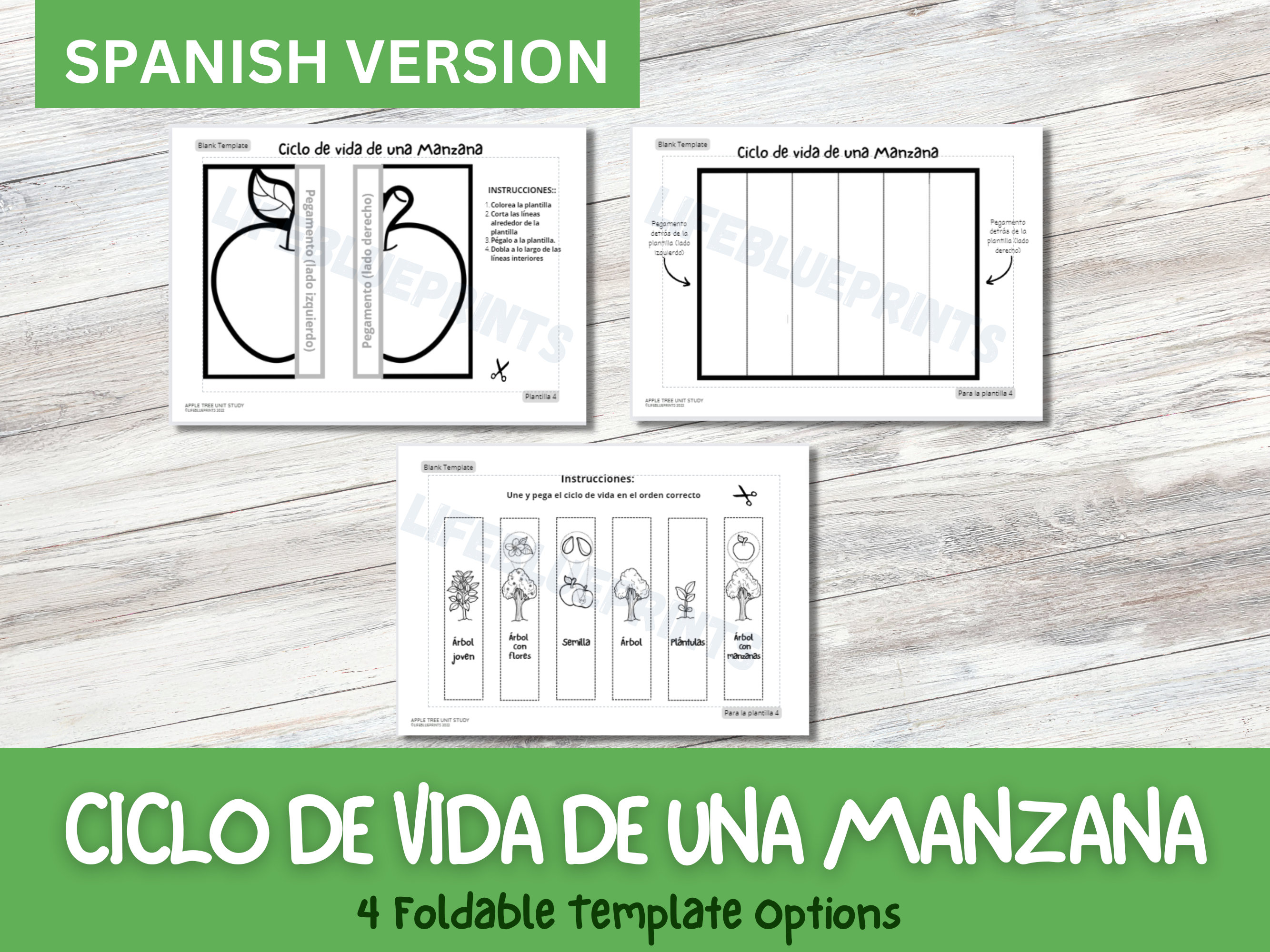 SPANISH Life Cycle of a Apple Foldable Kids' Craft Science Activity ...